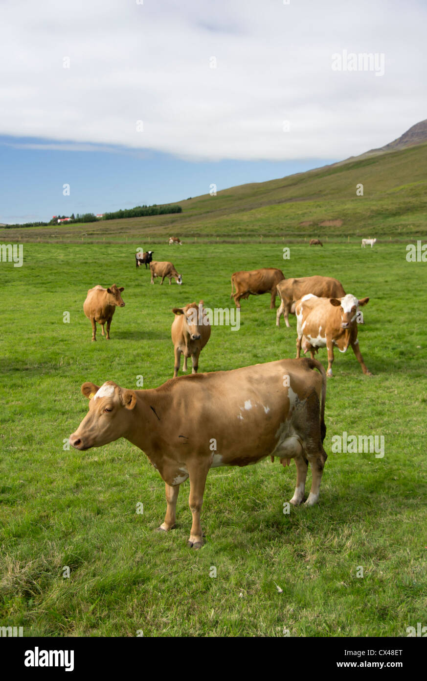 Vaches de profil Banque de photographies et d’images à haute résolution ...