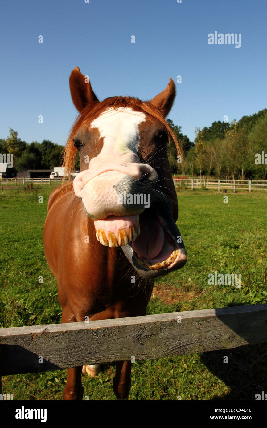Cheval qui rit Banque de photographies et d’images à haute résolution ...