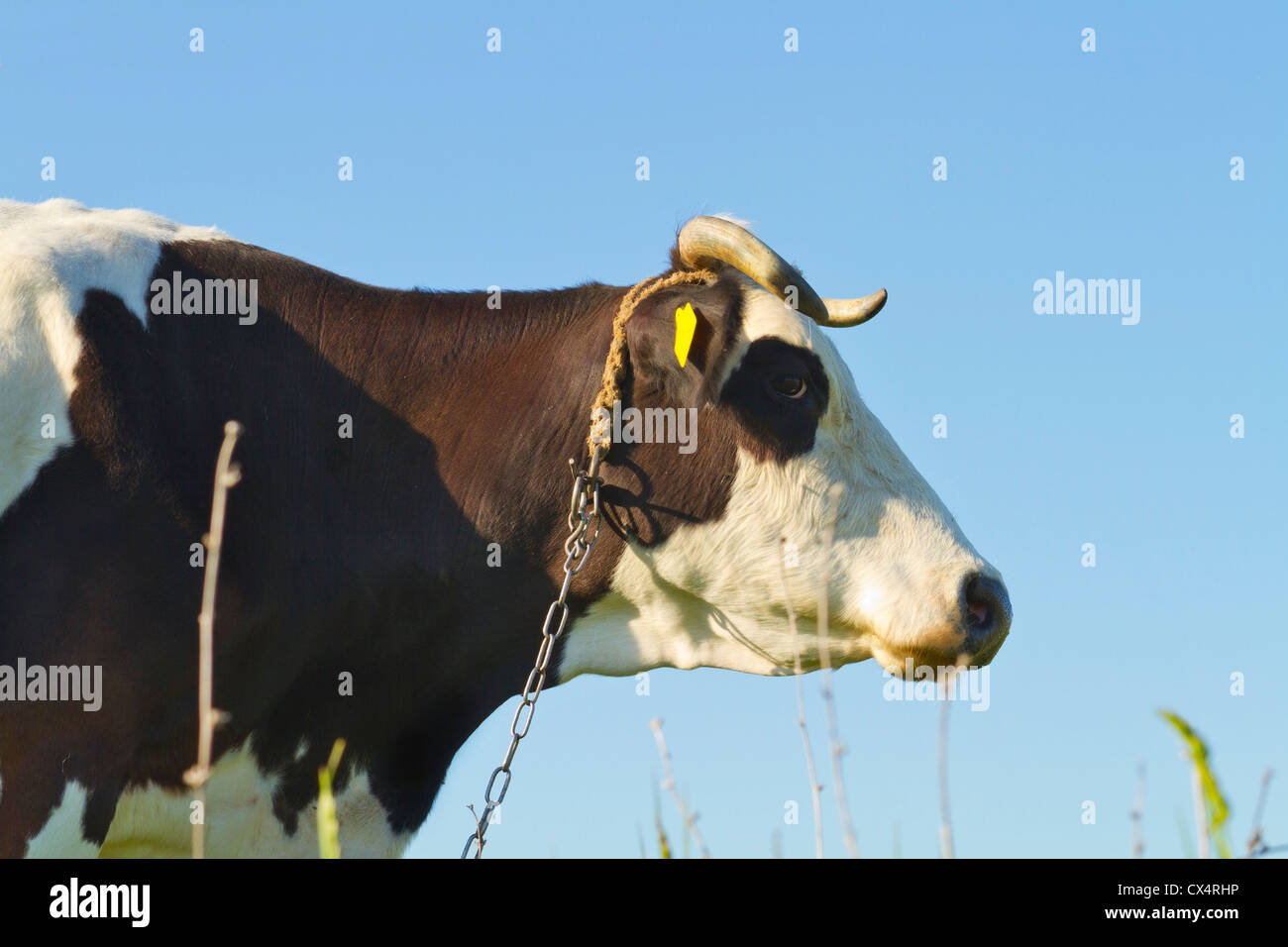 Portrait de vache Banque de photographies et d’images à haute ...