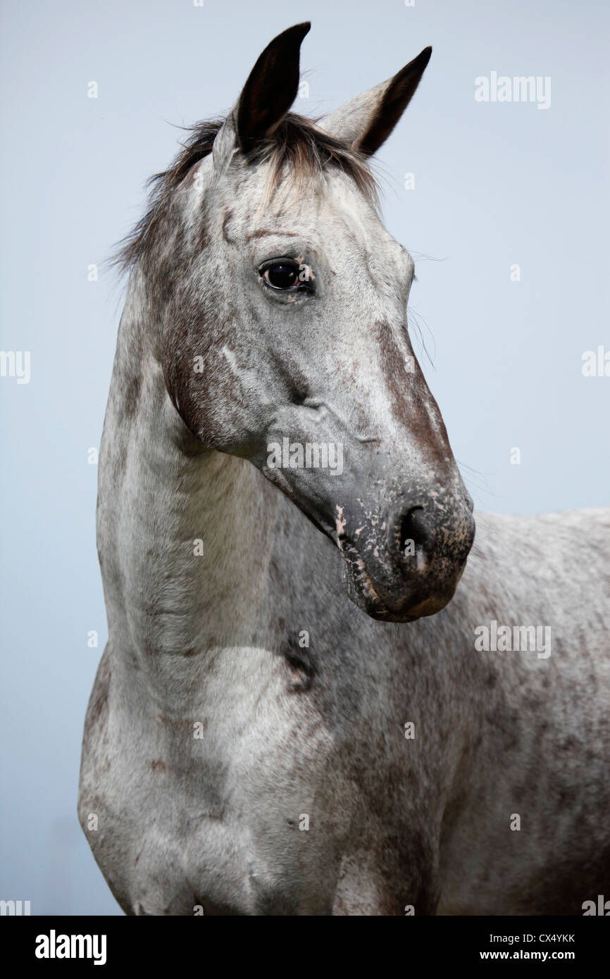 Cheval bleu 1 Banque de photographies et d’images à haute résolution ...