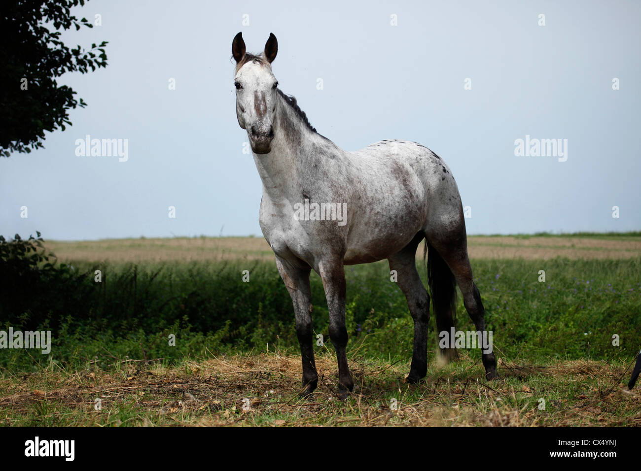 Cheval bleu 1 Banque de photographies et d’images à haute résolution ...