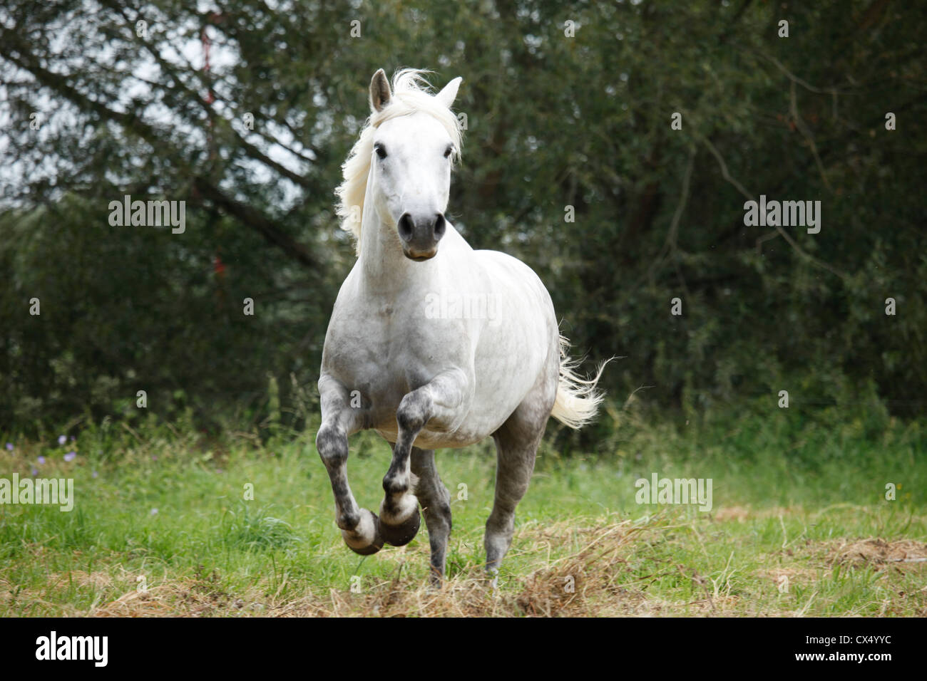 Cheval gris pommelé Banque de photographies et d’images à haute ...