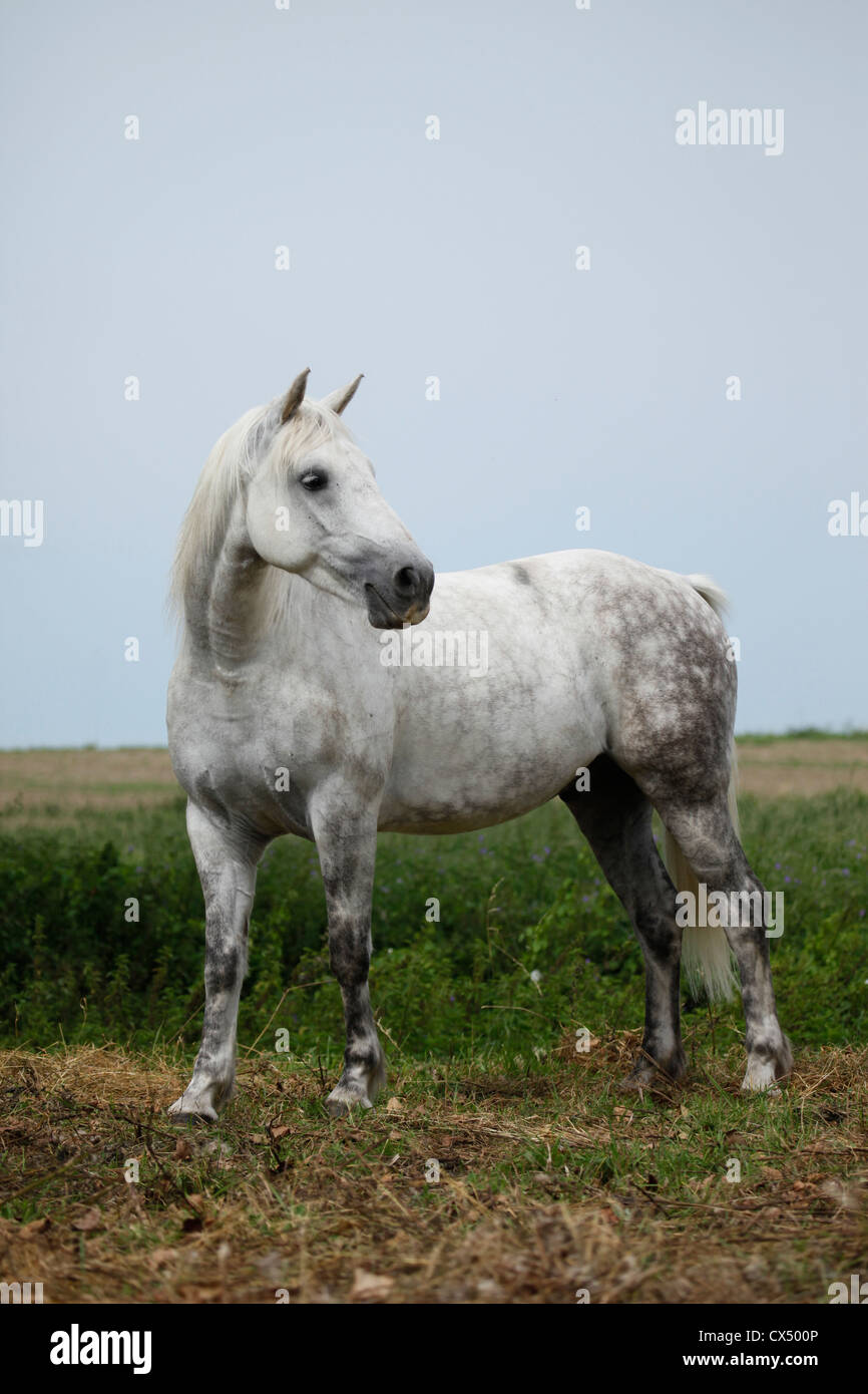 Cheval gris pommelé Banque de photographies et d’images à haute ...