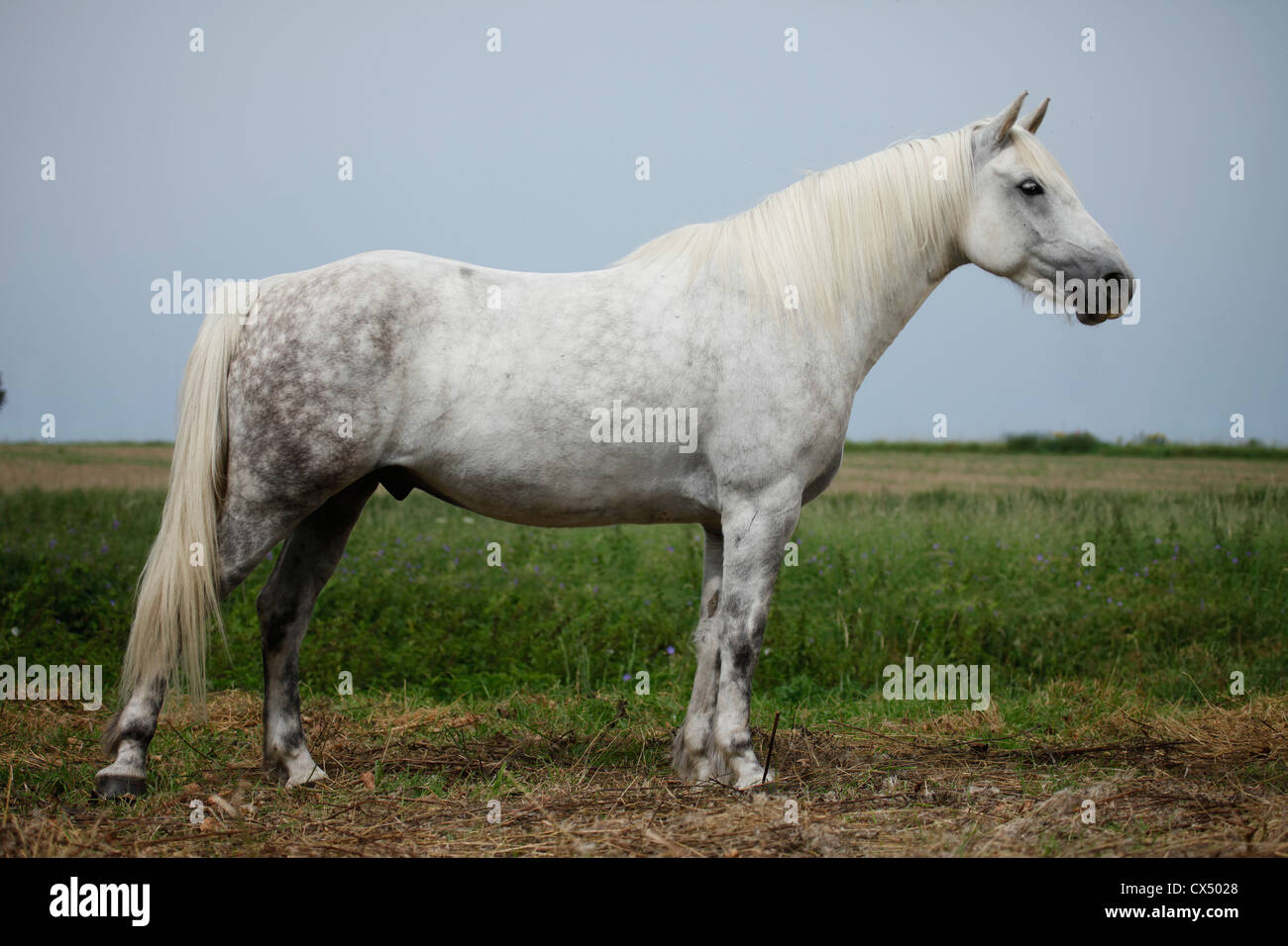 Cheval gris pommelé Banque de photographies et d’images à haute ...