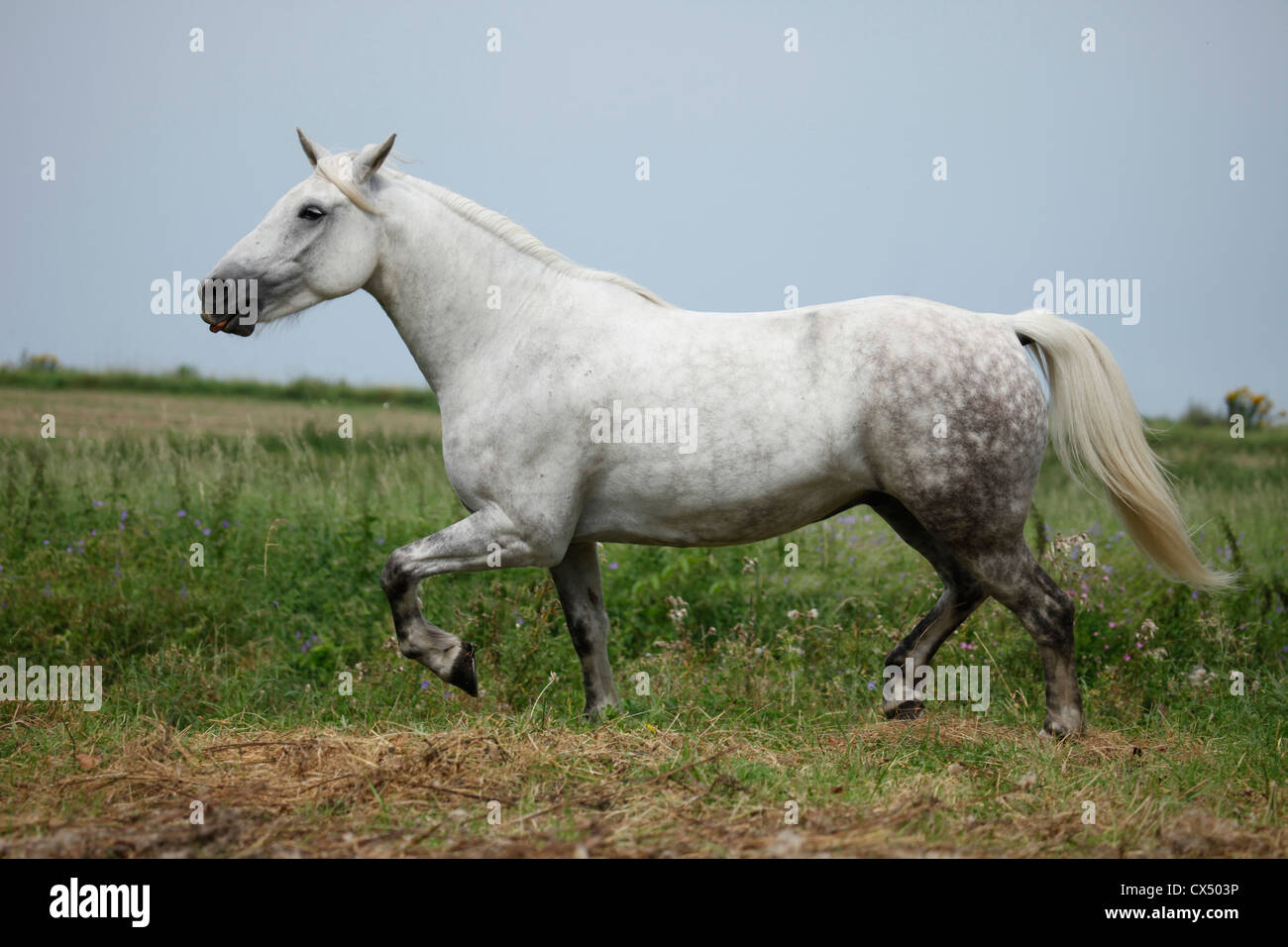 Cheval gris pommelé Banque de photographies et d’images à haute ...
