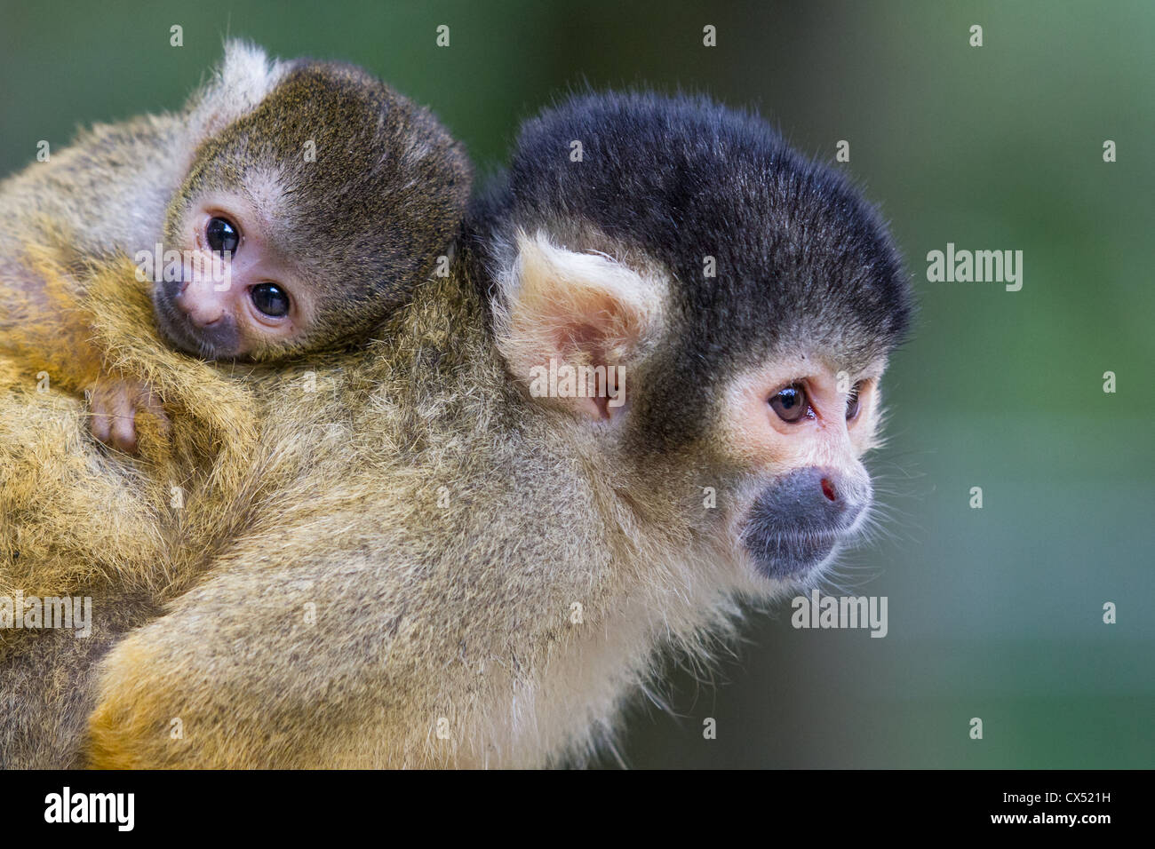 Bolivien femelle singe écureuil (Saimiri boliviensis) transportant les ...