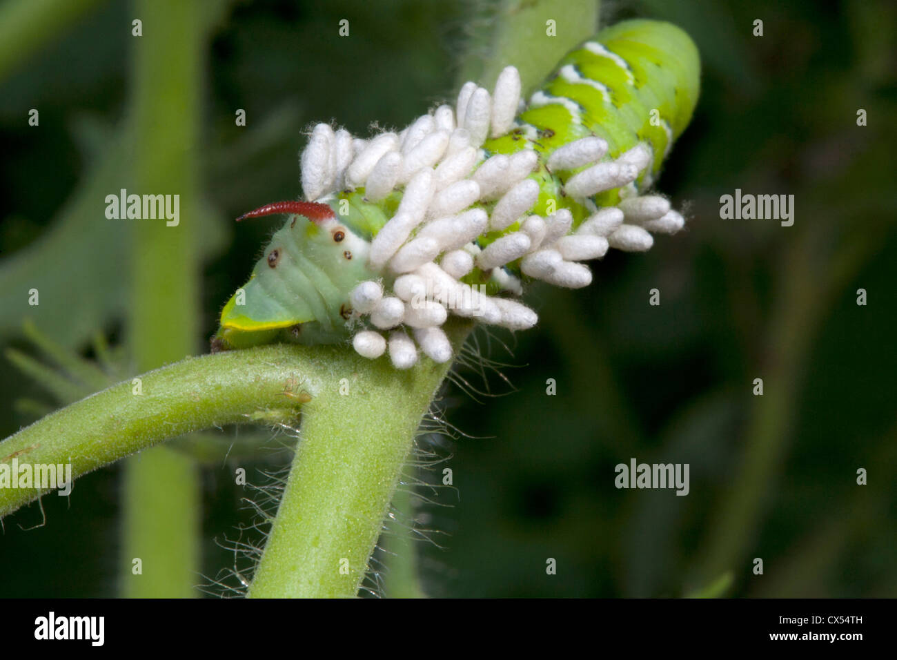 Un sphinx de la tomate avec guêpe parasite des oeufs Photo Stock - Alamy