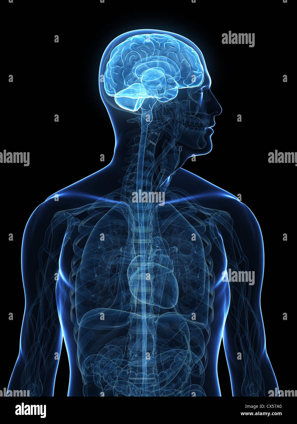 Anatomie du cerveau humain Banque de photographies et d’images à haute ...