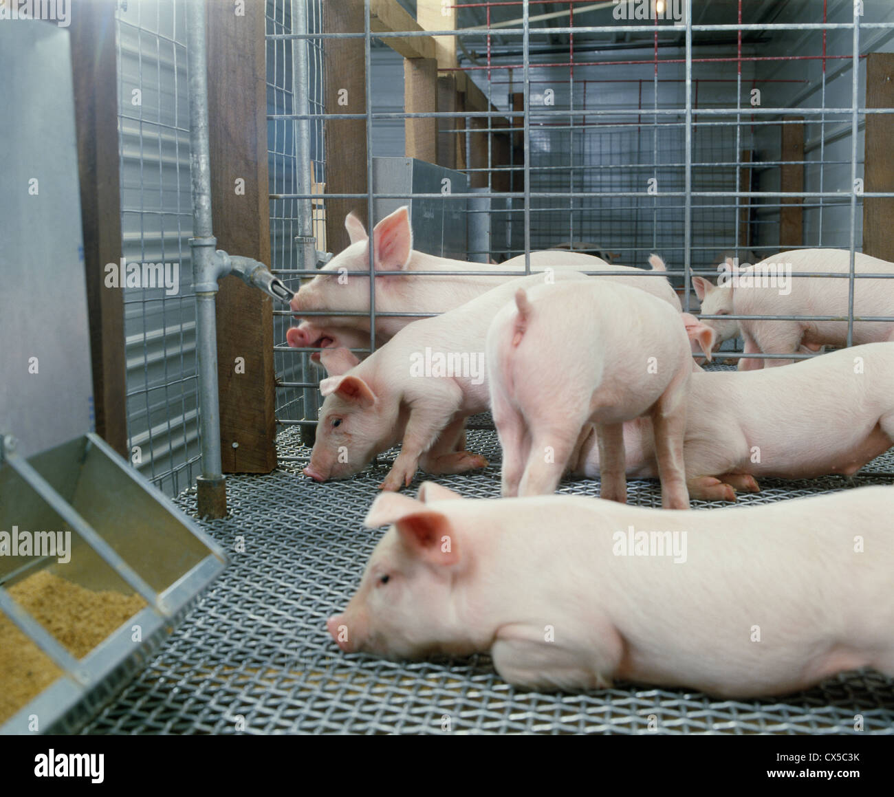 Landrace breed Banque de photographies et d’images à haute résolution ...