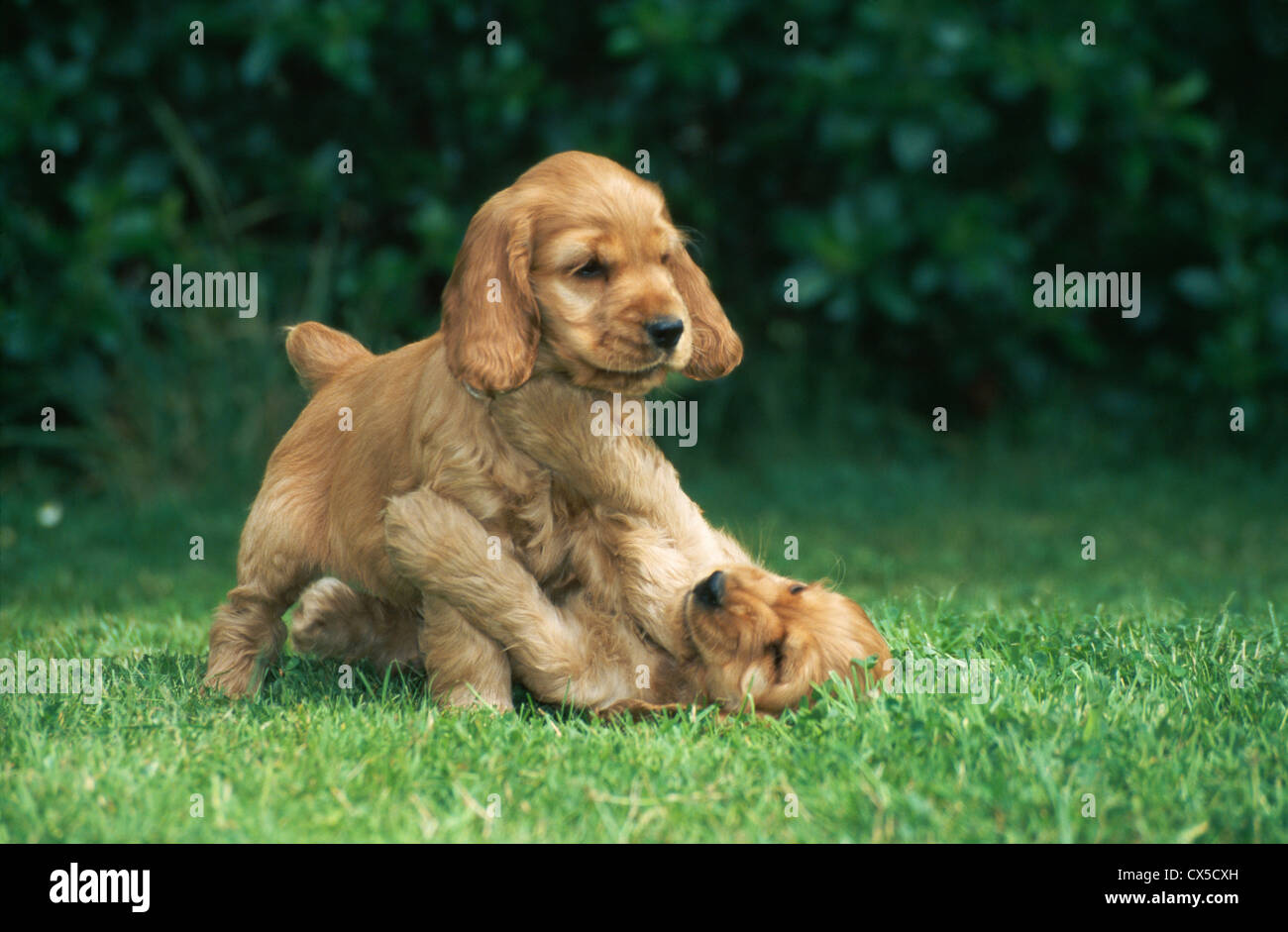 Cocker Spaniel Puppies Banque d'image et photos - Alamy