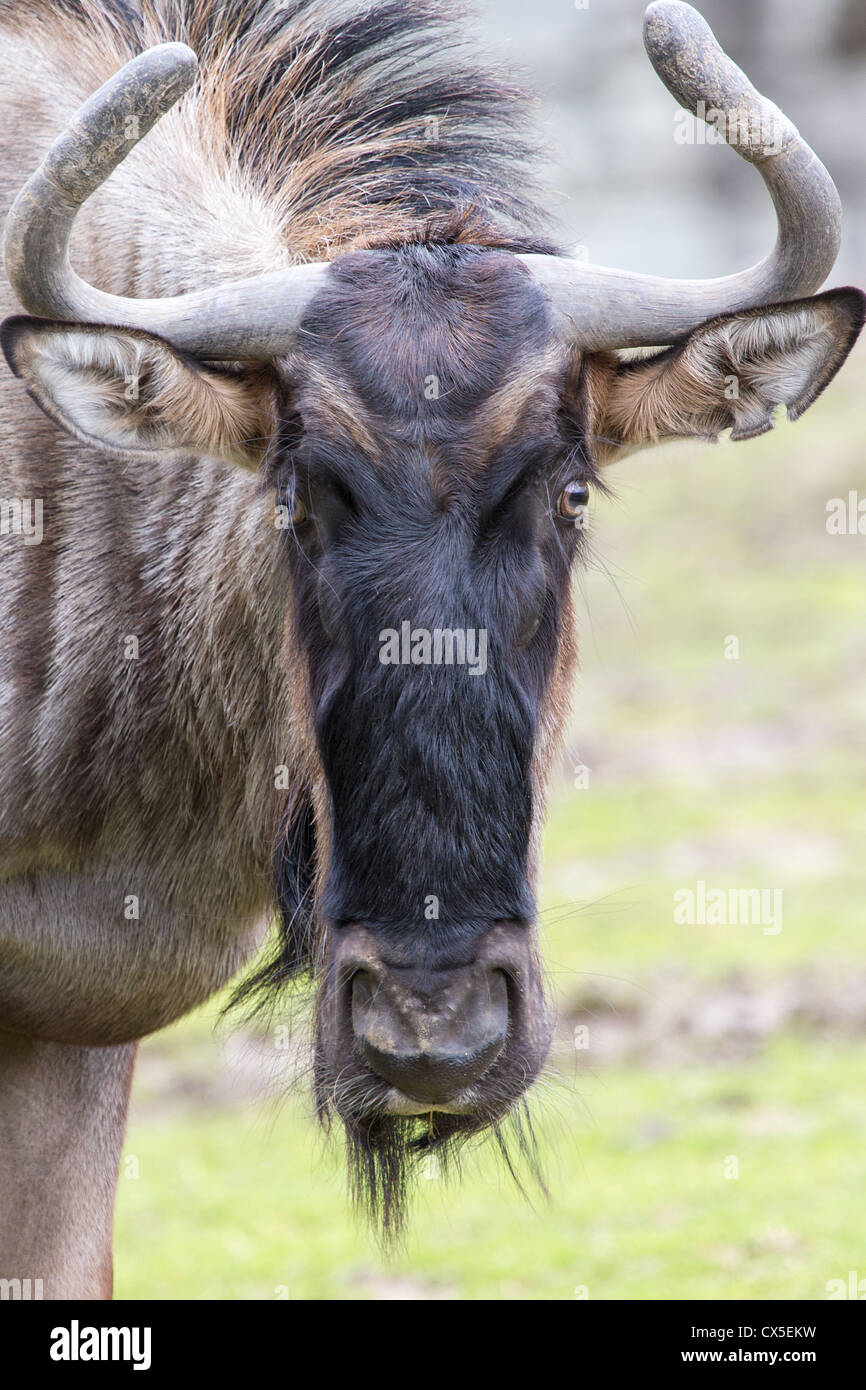 Gnu common Banque de photographies et d’images à haute résolution - Alamy