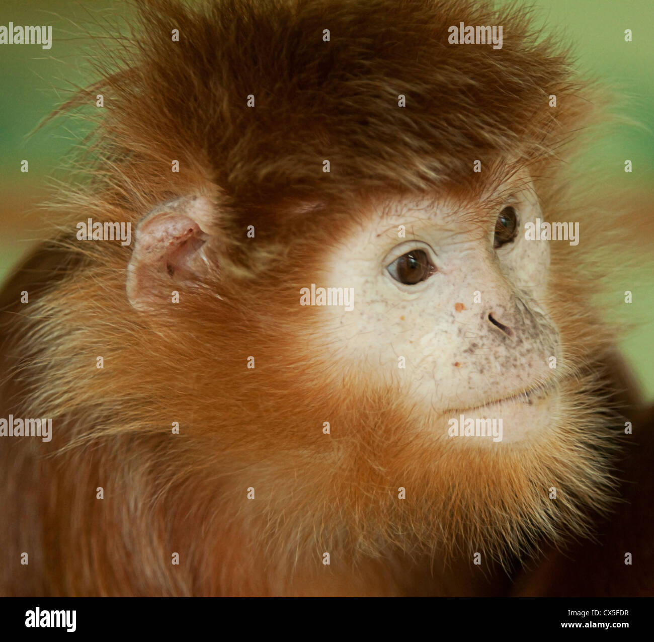 Javan Banque de photographies et d’images à haute résolution - Alamy