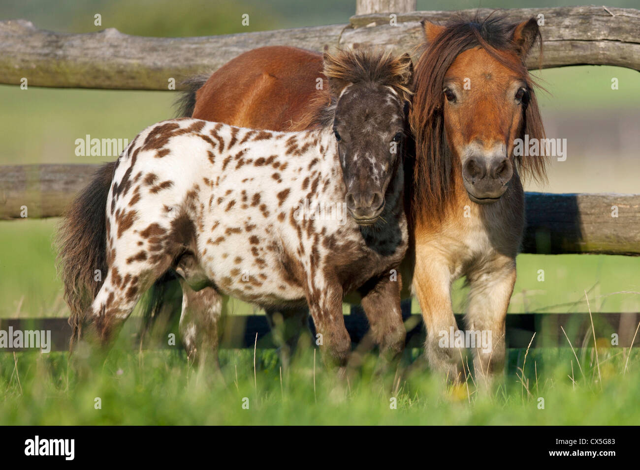 Falabella Cheval Miniature Photo Stock - Alamy