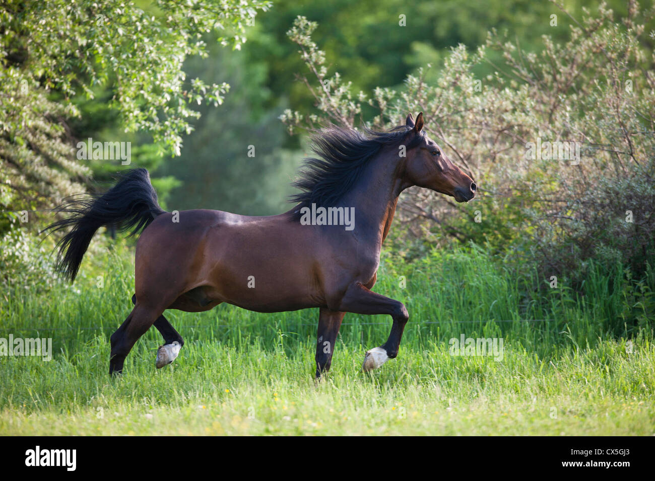 Pure bred arabian horse Banque de photographies et d’images à haute ...