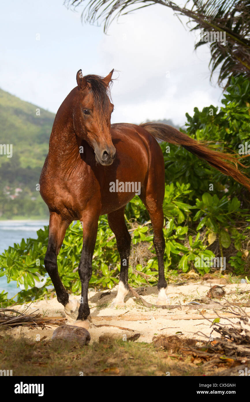 Cheval arabe Banque de photographies et d’images à haute résolution - Alamy