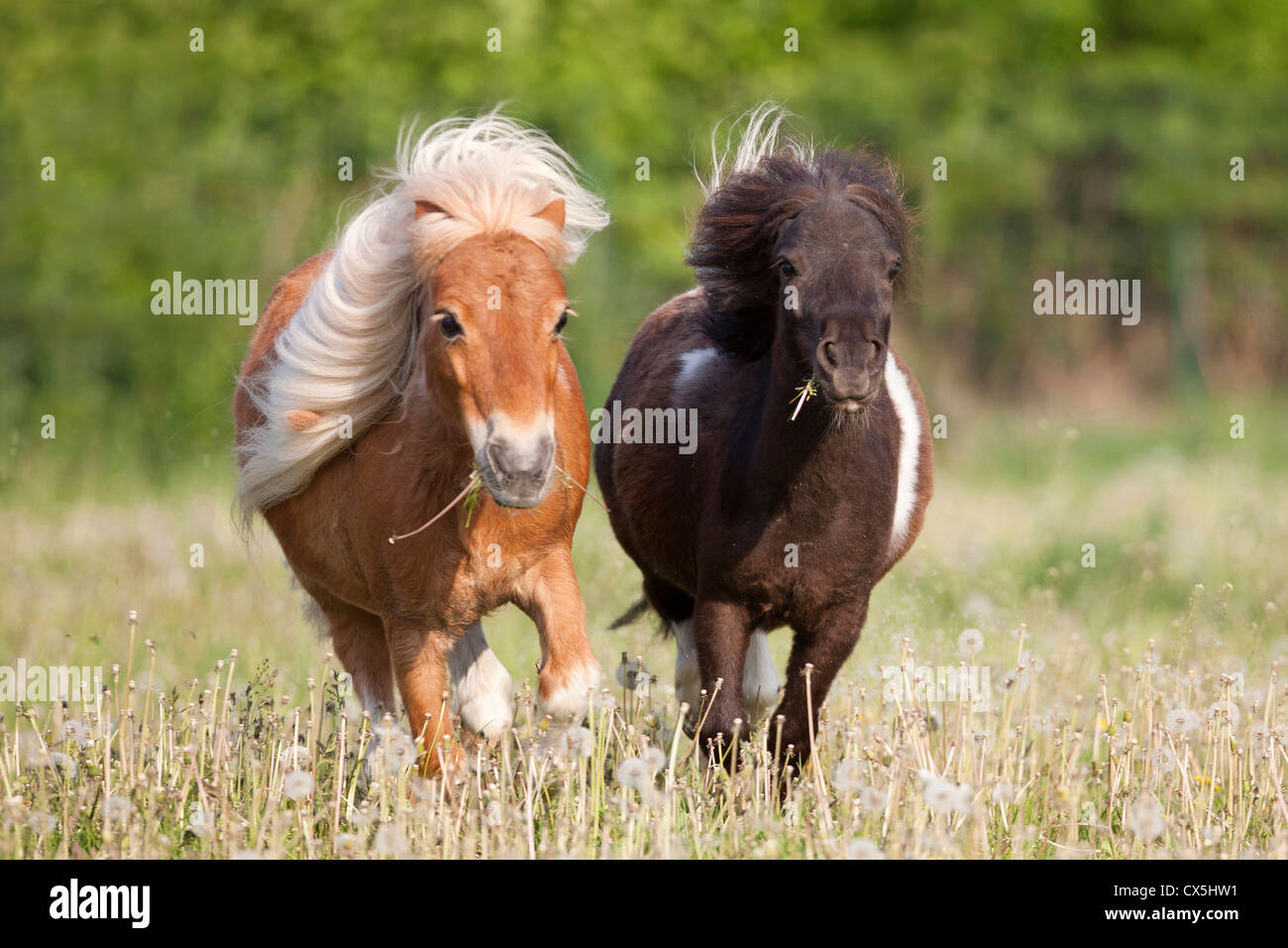 Falabella Cheval Miniature Photo Stock - Alamy