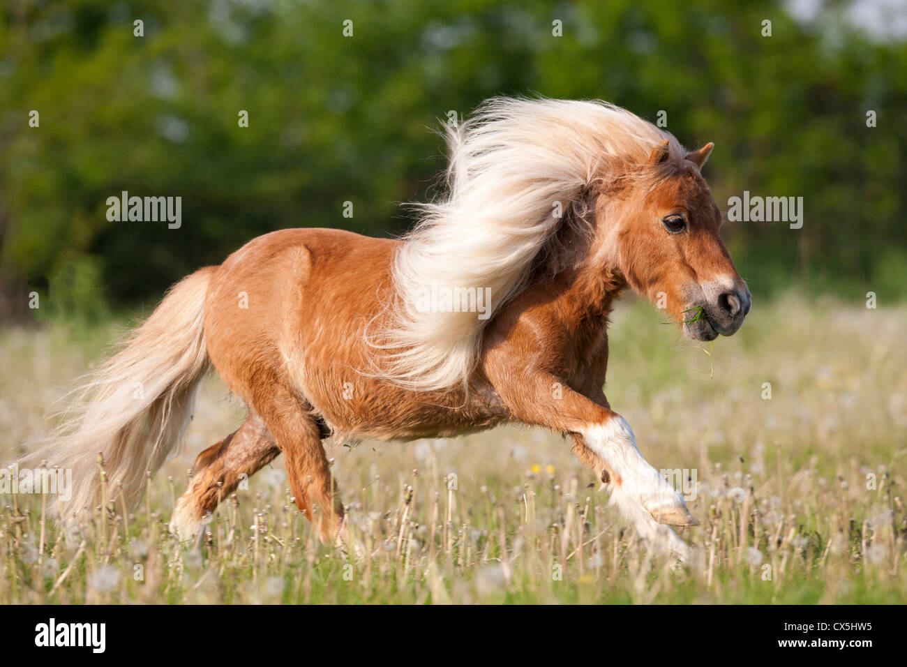 Falabella miniature horse galloping Banque de photographies et d’images ...