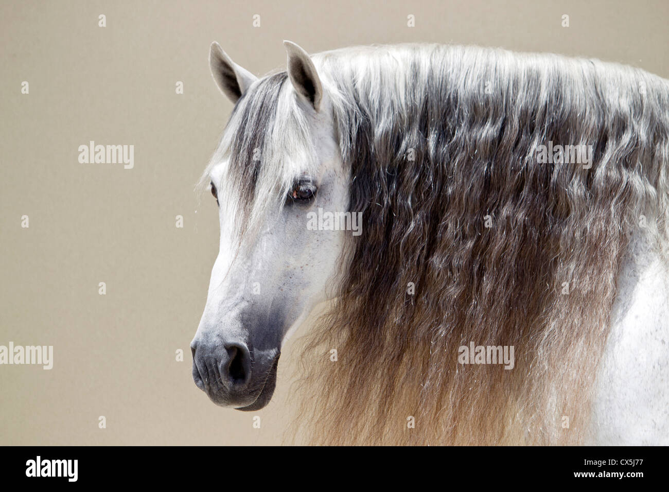 Pre Ad Banque d'image et photos - Alamy