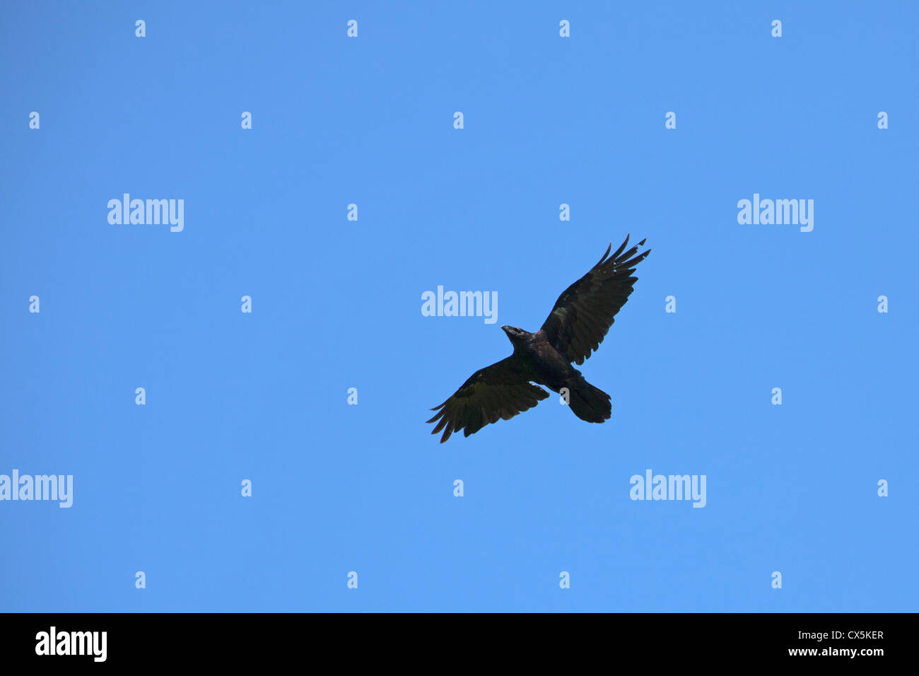 Grand corbeau corvus corax Banque de photographies et d’images à haute ...