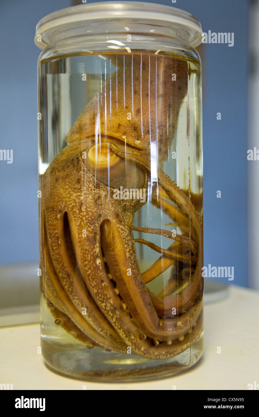 Deep sea specimen Banque de photographies et d’images à haute ...