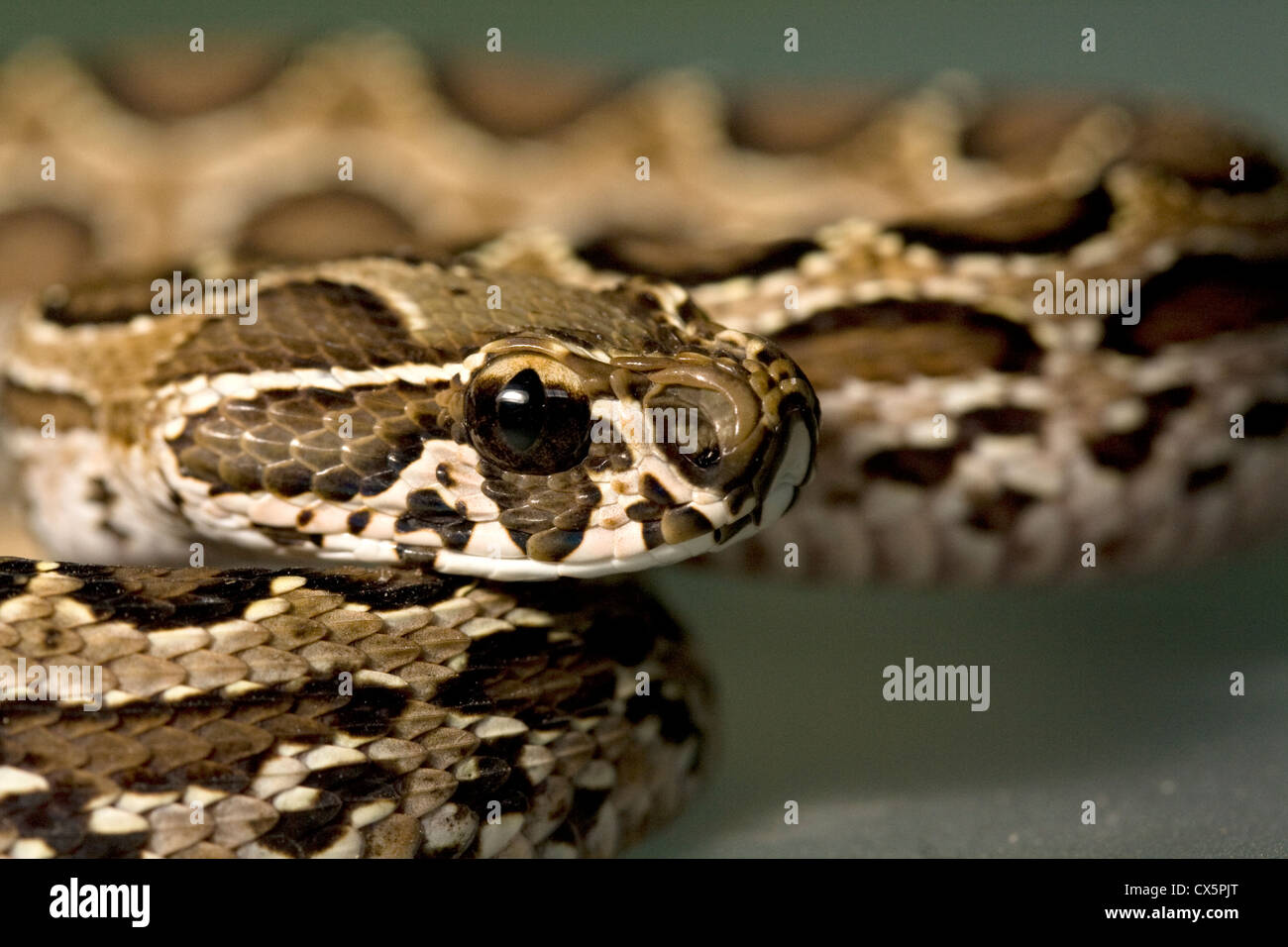 Viper baby Banque de photographies et d’images à haute résolution - Alamy