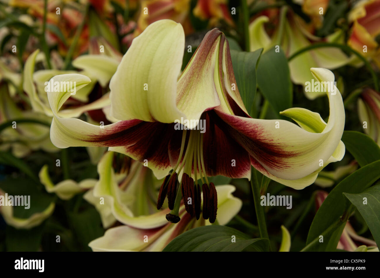 Lilium hybride Banque de photographies et d’images à haute résolution ...