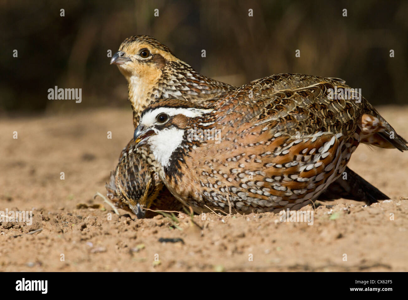 Colin de Virginie (Colinus virginianus) bébés cailles à l'étang de ...