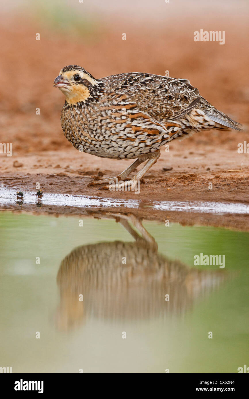 Northern bobwhite colinus virginianus Banque de photographies et d ...