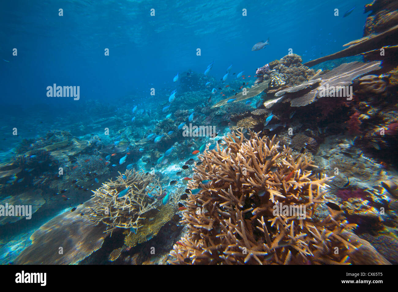 Rainbow reef Banque de photographies et d’images à haute résolution - Alamy