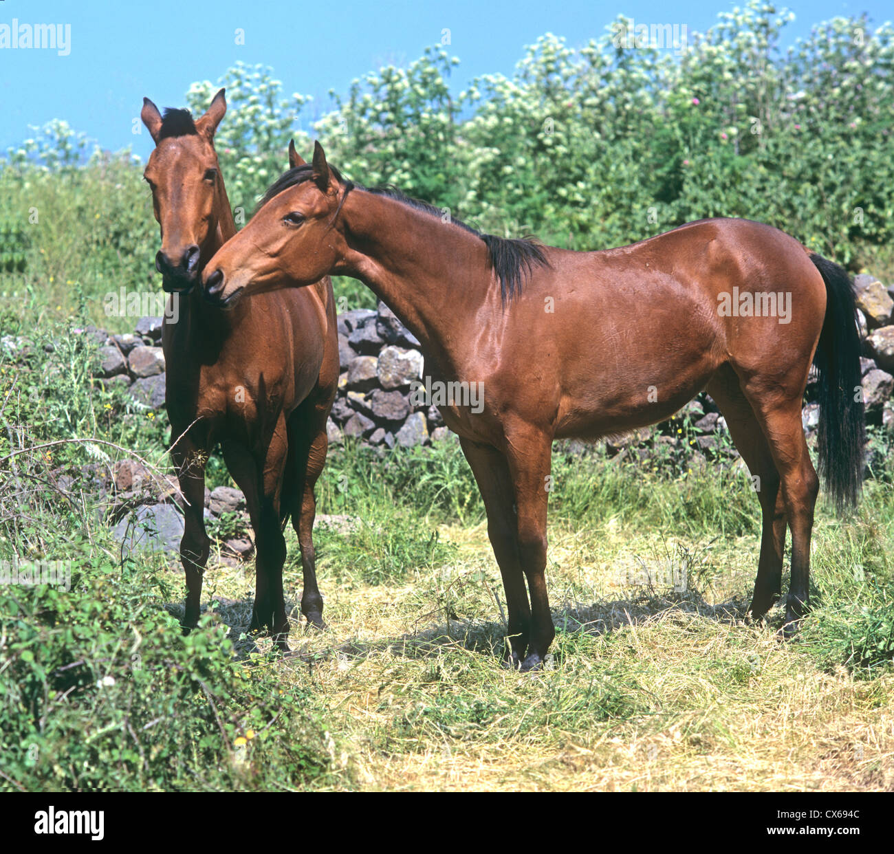 Cheval sarde anglo arabe Banque de photographies et d’images à haute ...