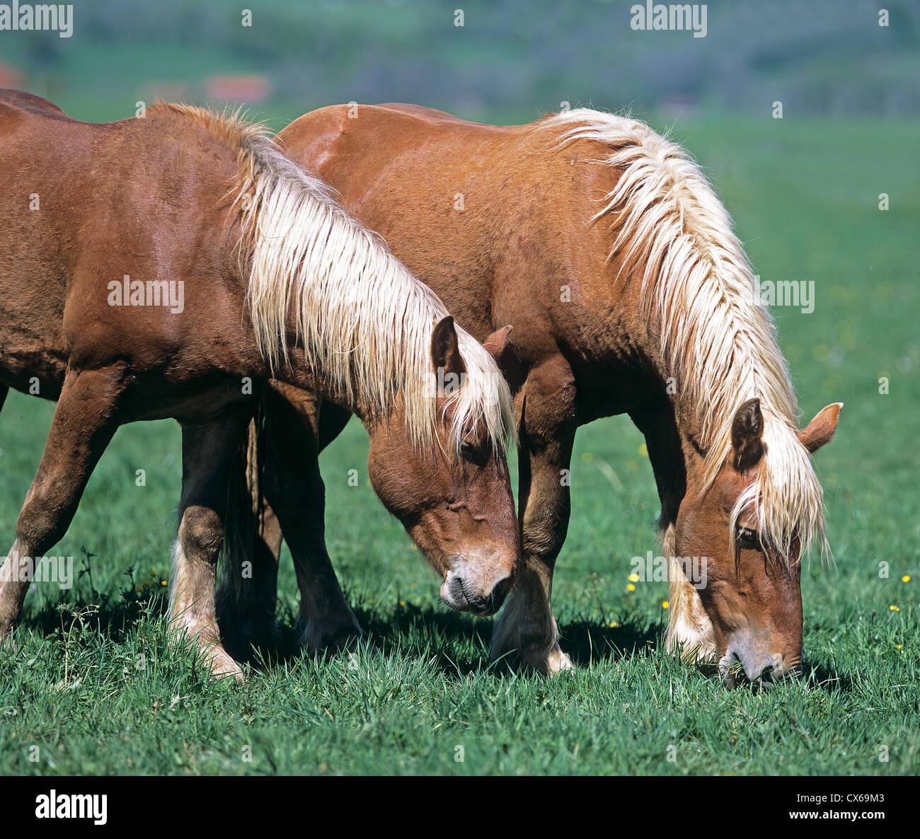 Cheval comtois Banque de photographies et d’images à haute résolution ...