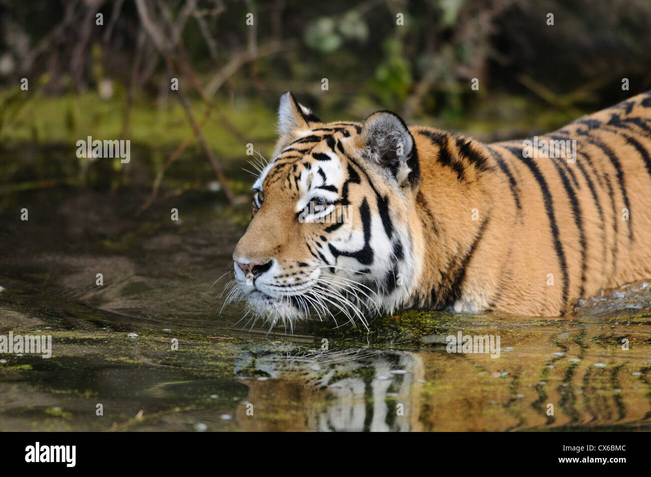 Tigre de mer Banque de photographies et d’images à haute résolution - Alamy