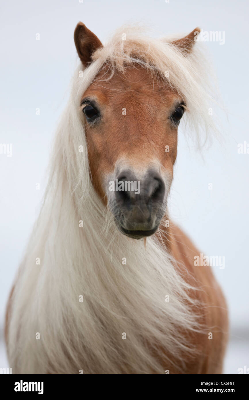 Falabella Cheval Miniature. Portrait d'adultes en châtaignier Photo ...