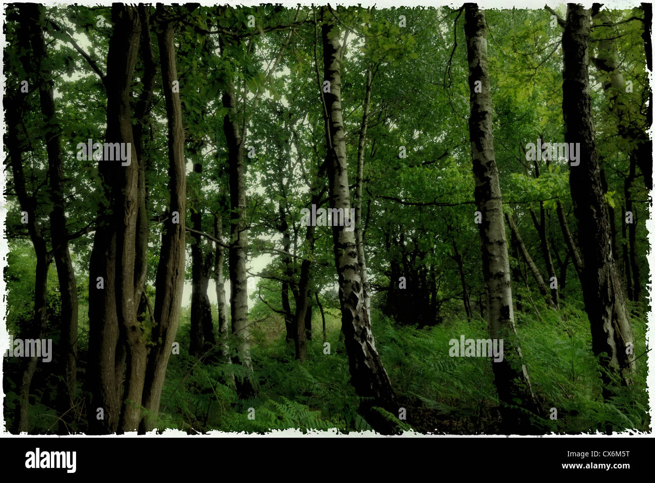 Pamber forest Banque de photographies et d’images à haute résolution ...