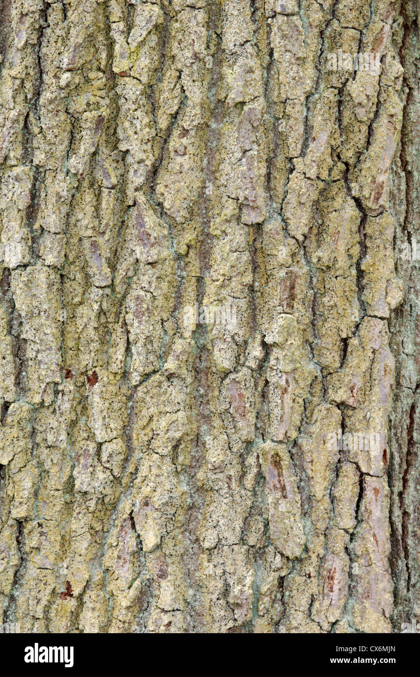 Chene sessile écorce Banque de photographies et d’images à haute ...