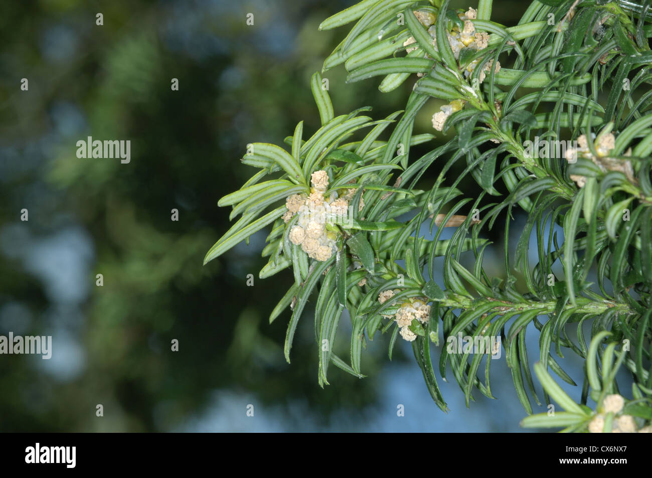 Taxus baccata if commun Banque de photographies et d’images à haute ...