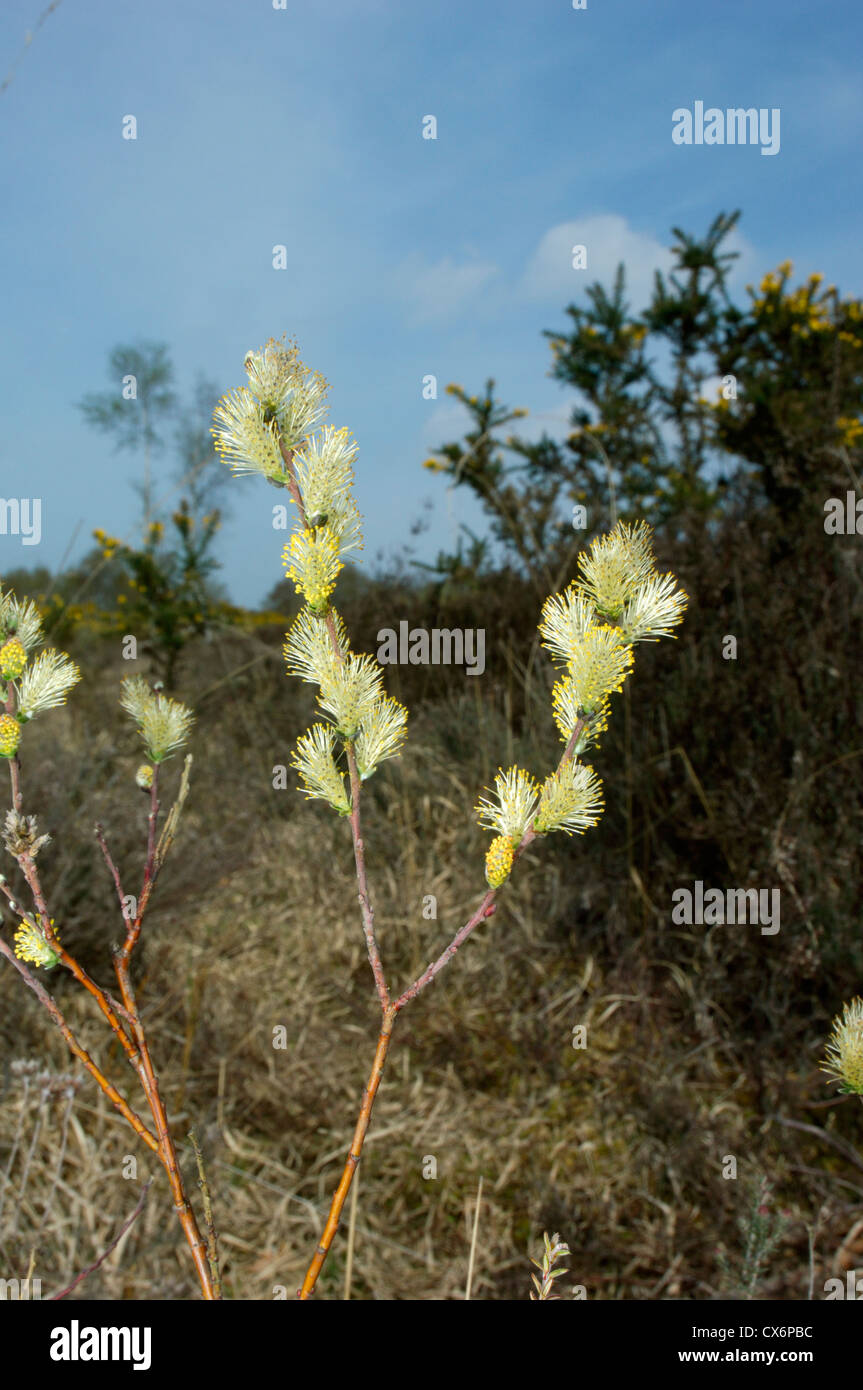 Salix repens Banque de photographies et d’images à haute résolution - Alamy