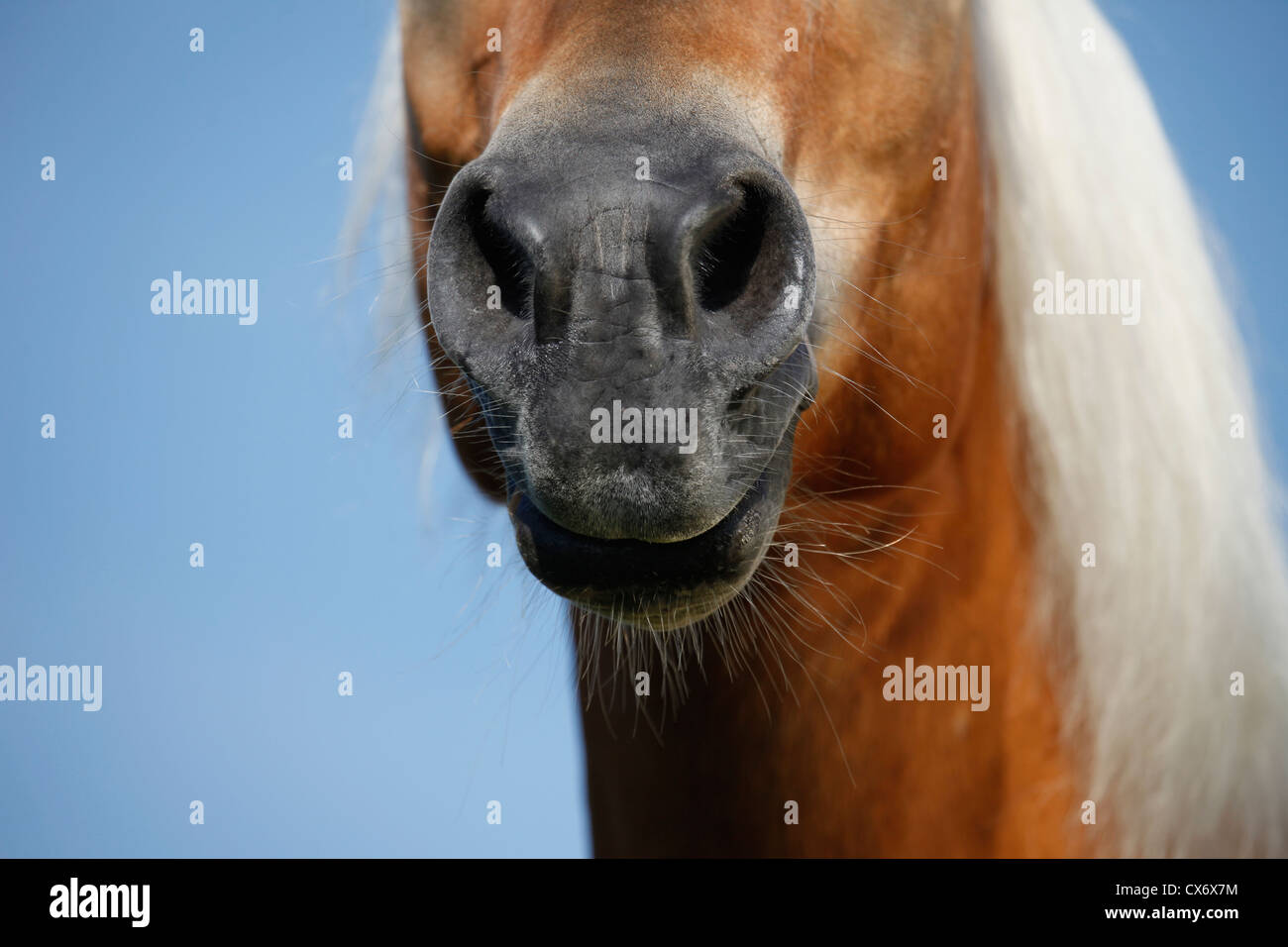 Narines de cheval Banque de photographies et d’images à haute ...