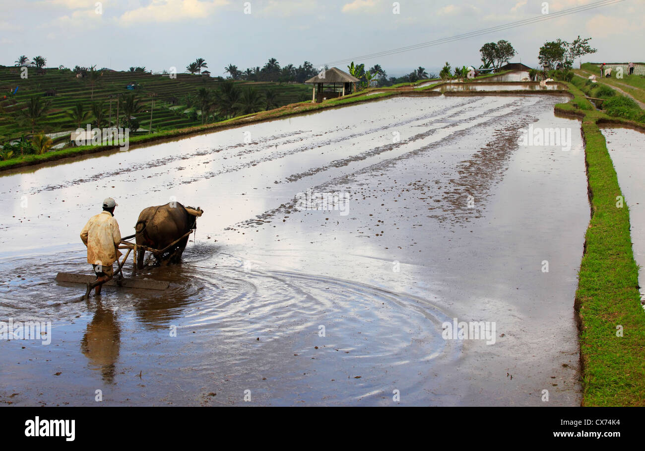 Asian farmer et un bison travailler sur des terrasses de riz sur Bali ...
