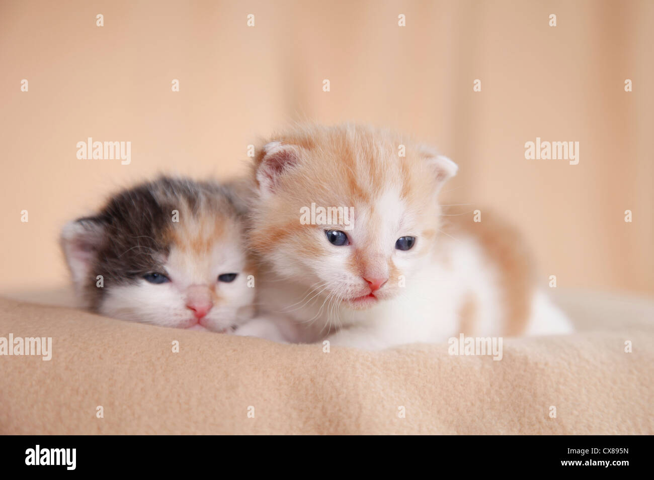 Chaton nouveau né Banque de photographies et d’images à haute ...
