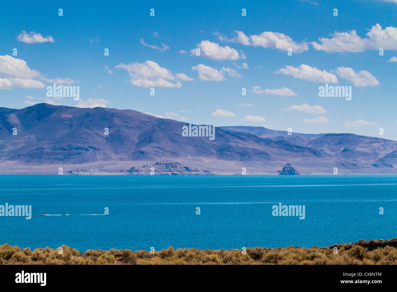 Cui ui Banque de photographies et d’images à haute résolution - Alamy