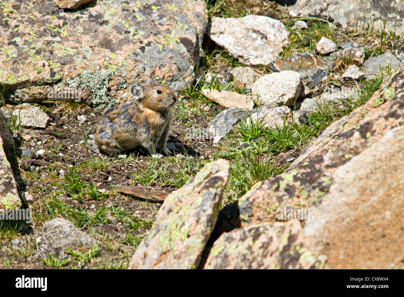 Pika américain Banque de photographies et d’images à haute résolution ...