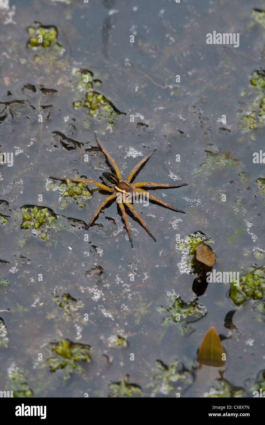 Swamp (Raft) Araignée Dolomedes fimbriatus adulte sur surface de l'eau ...