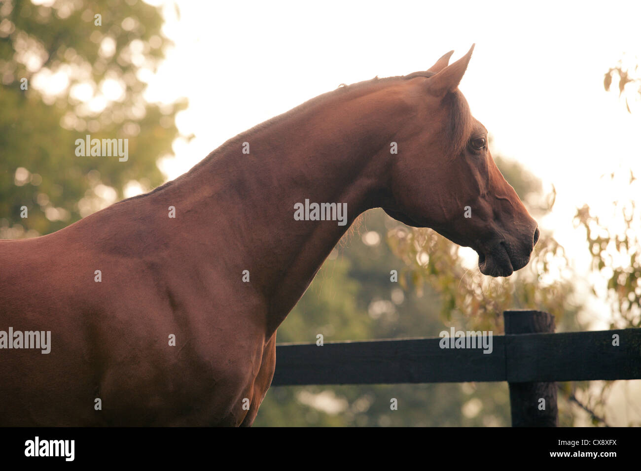 Baie arabe Banque de photographies et d’images à haute résolution - Alamy