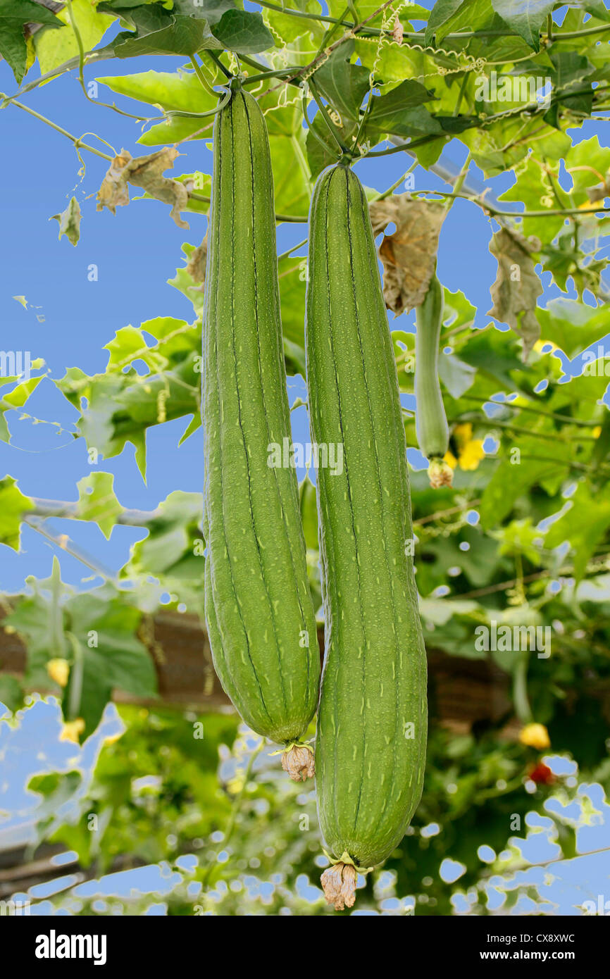 Loofah fibre Banque de photographies et d’images à haute résolution - Alamy