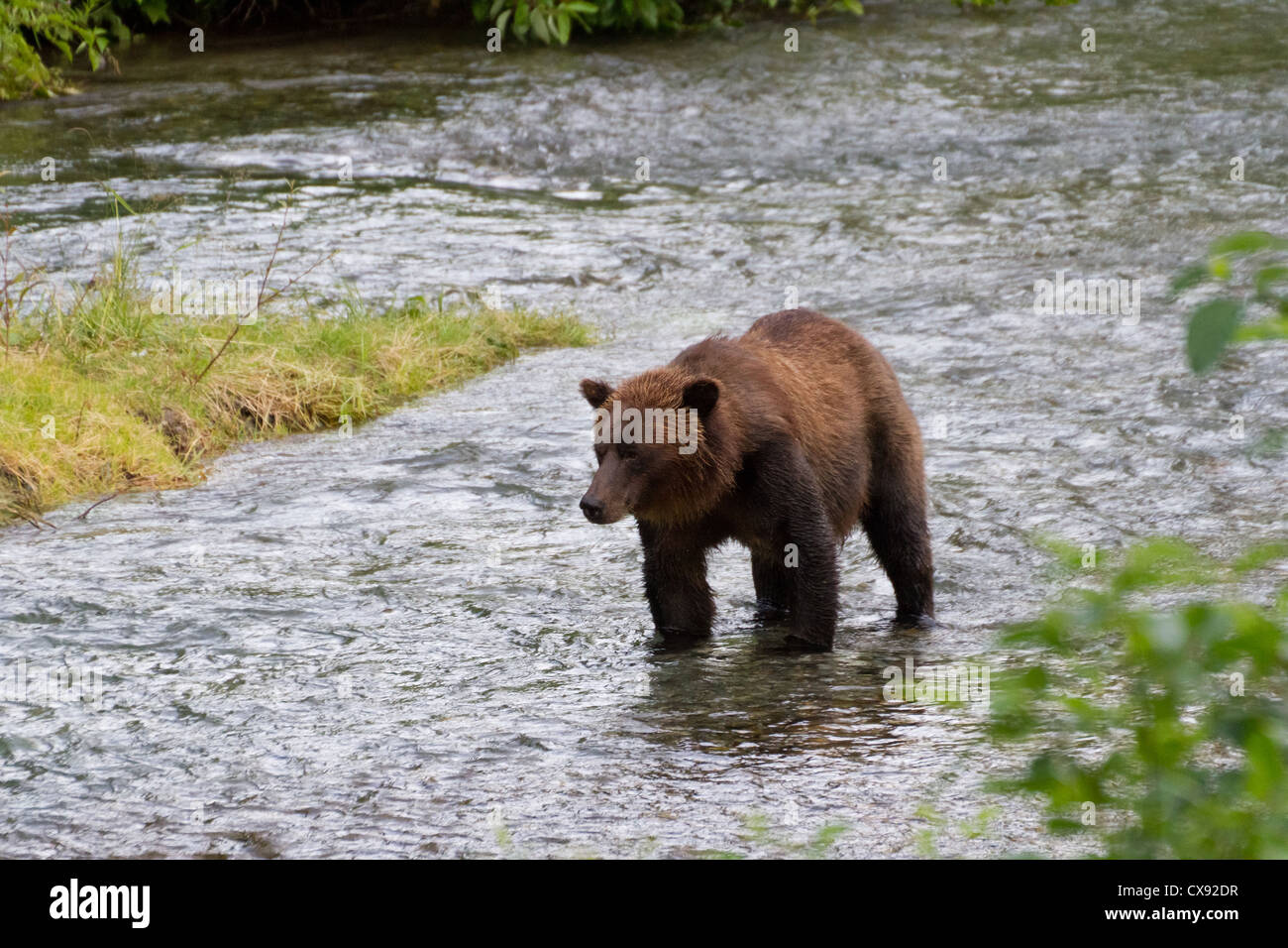 Grizzli pêcher le saumon de l'Alaska à Hyder Photo Stock - Alamy