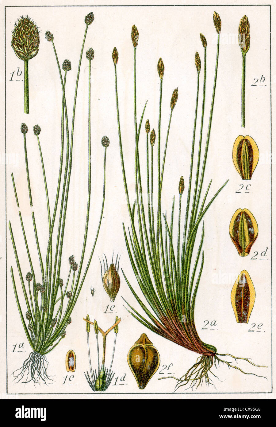 Eleocharis multicaulis Banque de photographies et d’images à haute ...