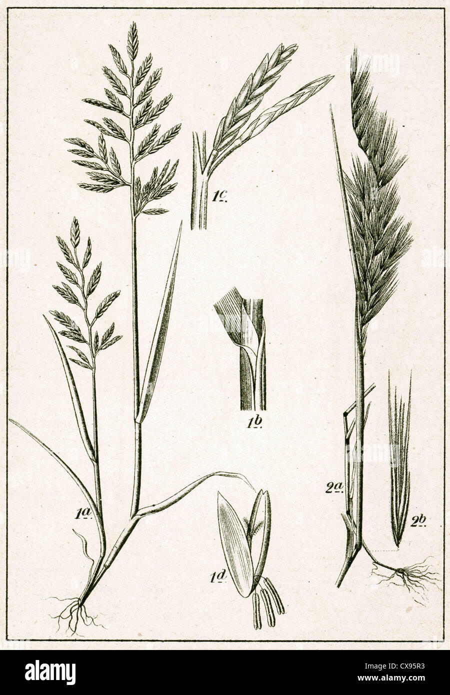 Festuca rigida festuca myuros anciens noms Banque de photographies et d ...