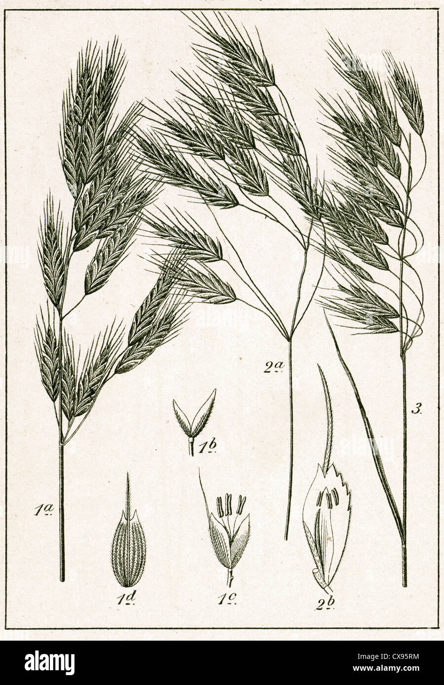Bromus mollis Banque de photographies et d’images à haute résolution ...