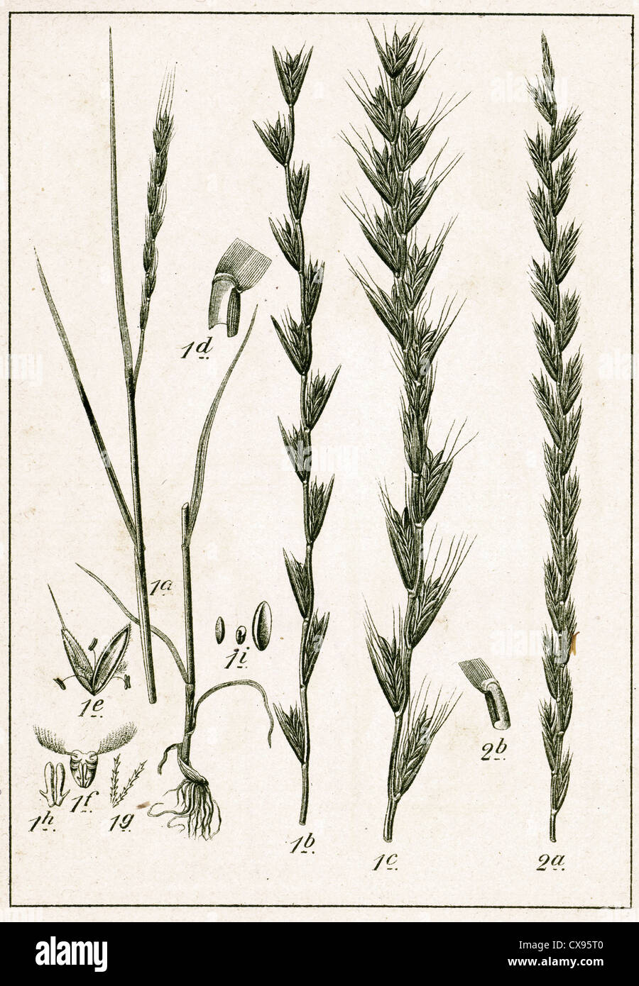 Lolium Multiflorum Banque d'image et photos - Alamy